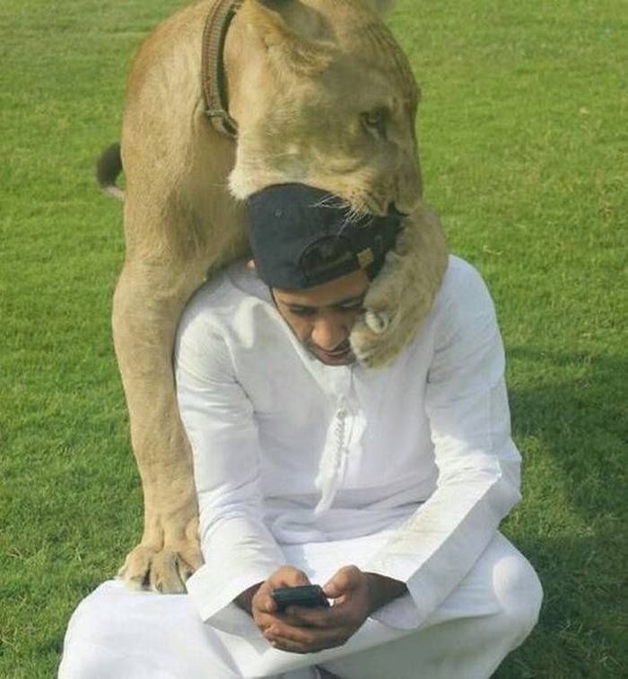 Lion Eating A Man | Photos n Photos