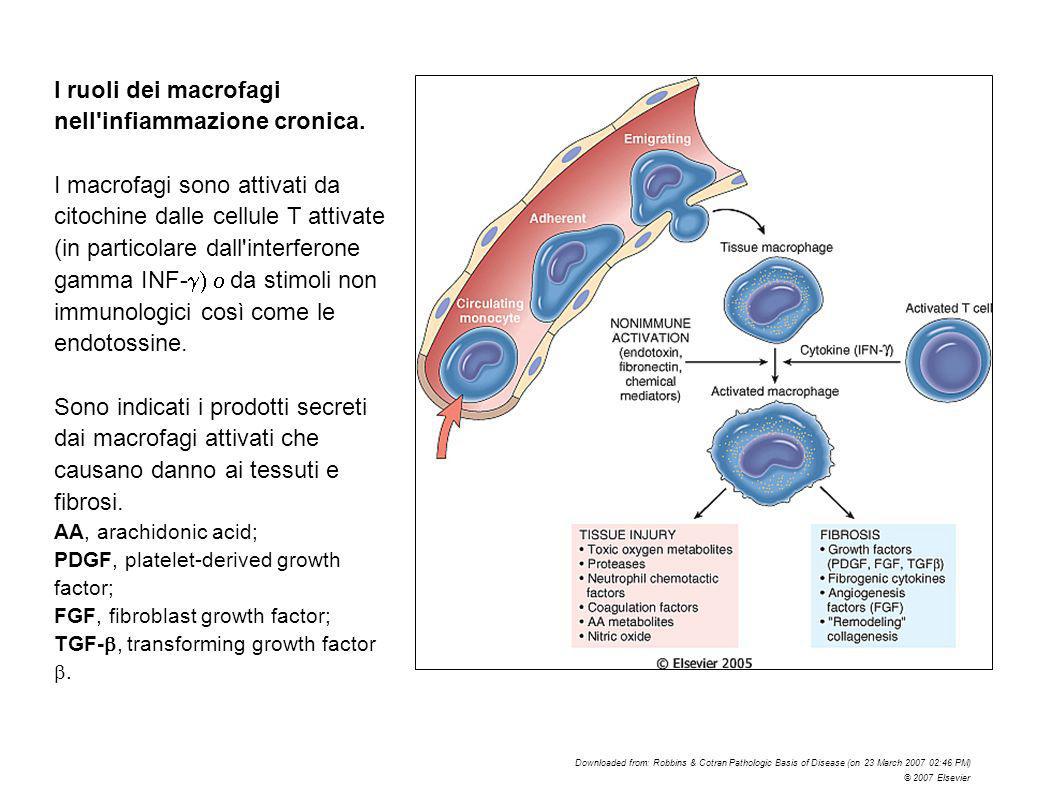 INFIAMMAZIONE CRONICA