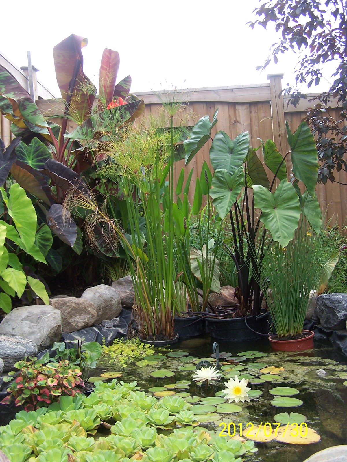Oblivious Drifter: How to build a beautiful backyard lilly pond