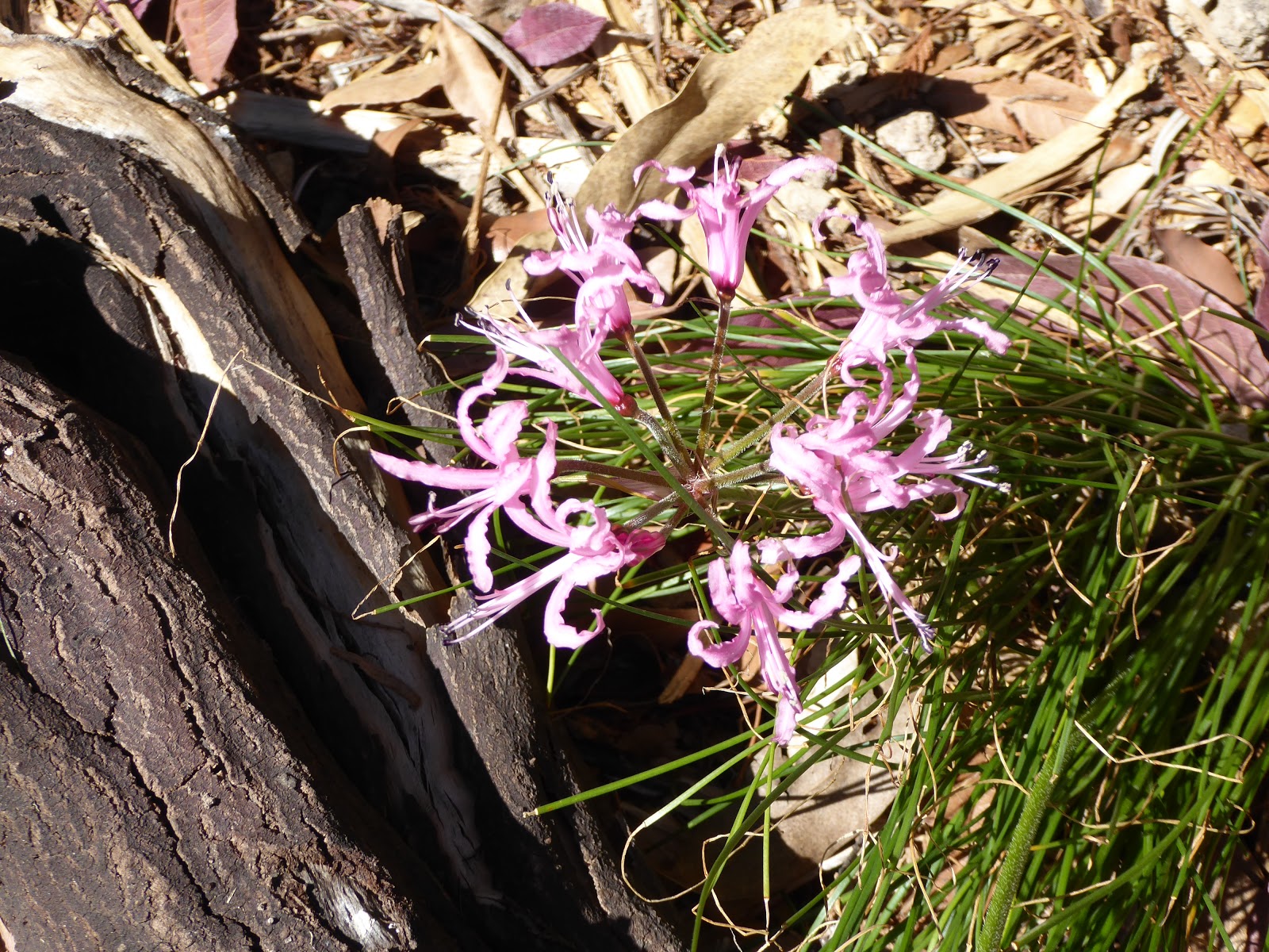 The Victorian Bulb Society: More flowering now