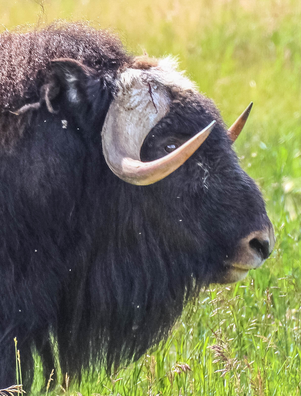 Cannundrums: Musk Ox