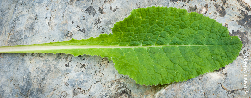 Primula Leaf Glossary ~ Primula World