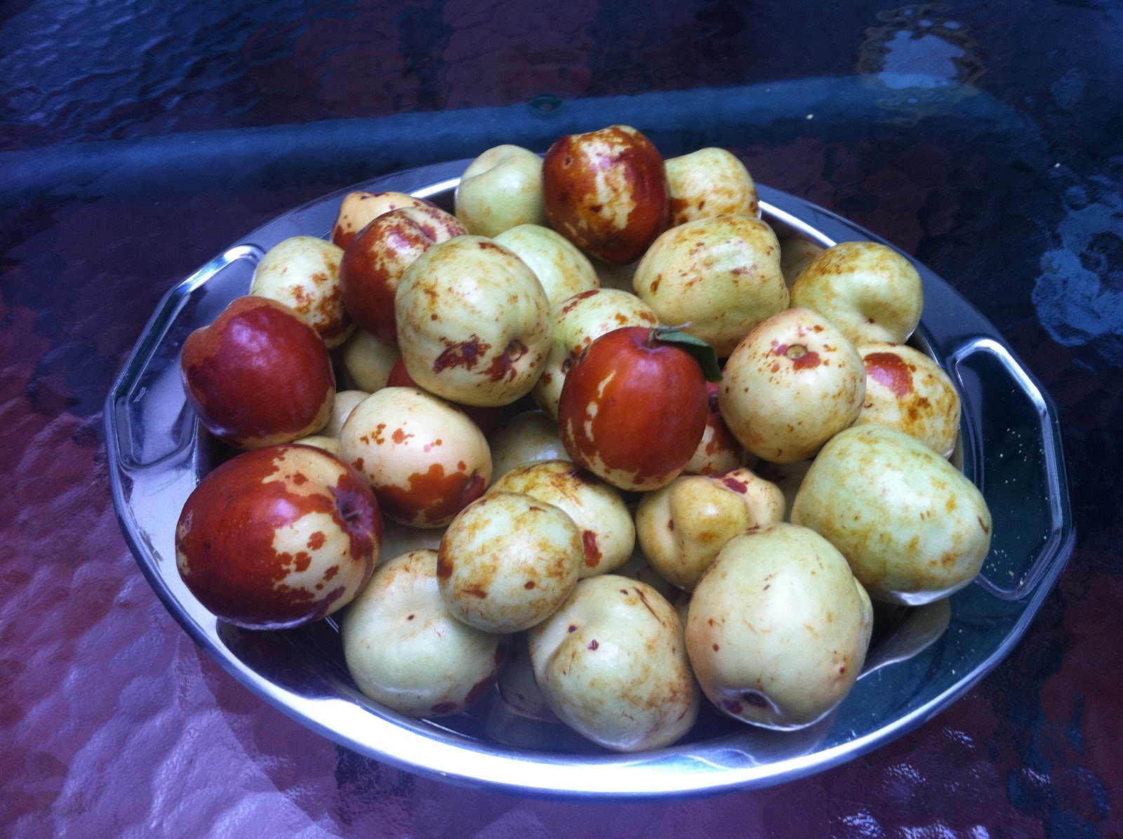 Pico a Viento: Azofaifas