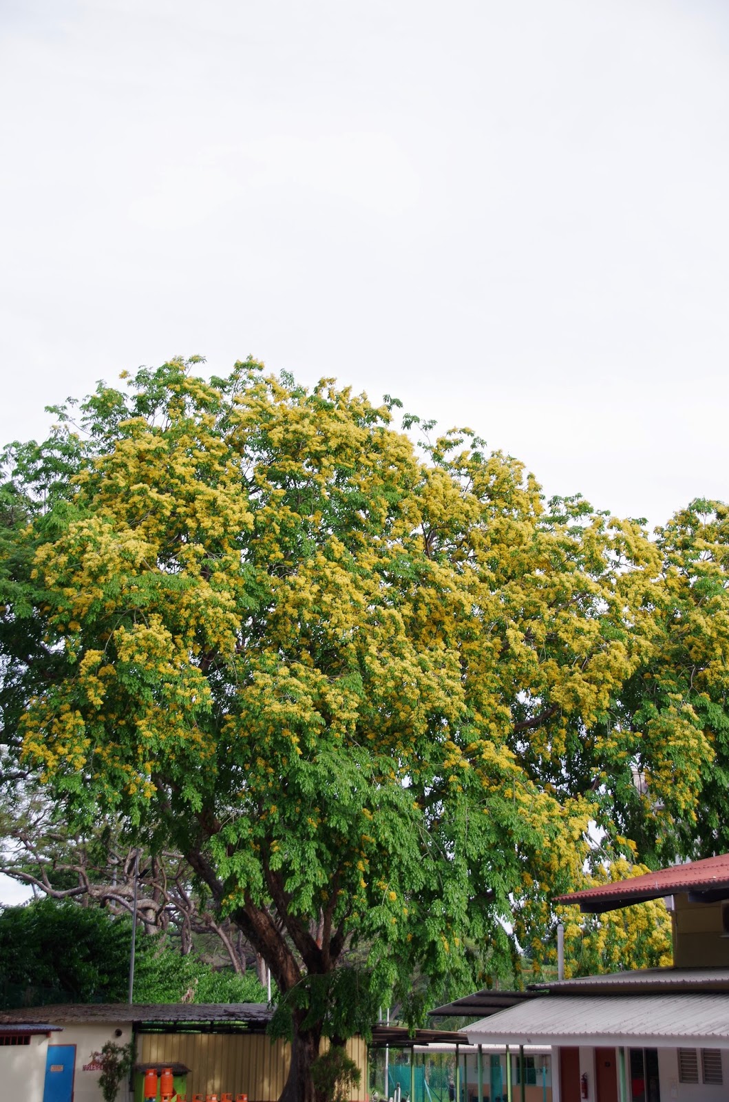 Trees and Plants: Angsana