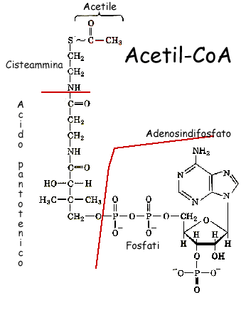 JM BIO: VIA AEROBIA DEL PIRUVATO