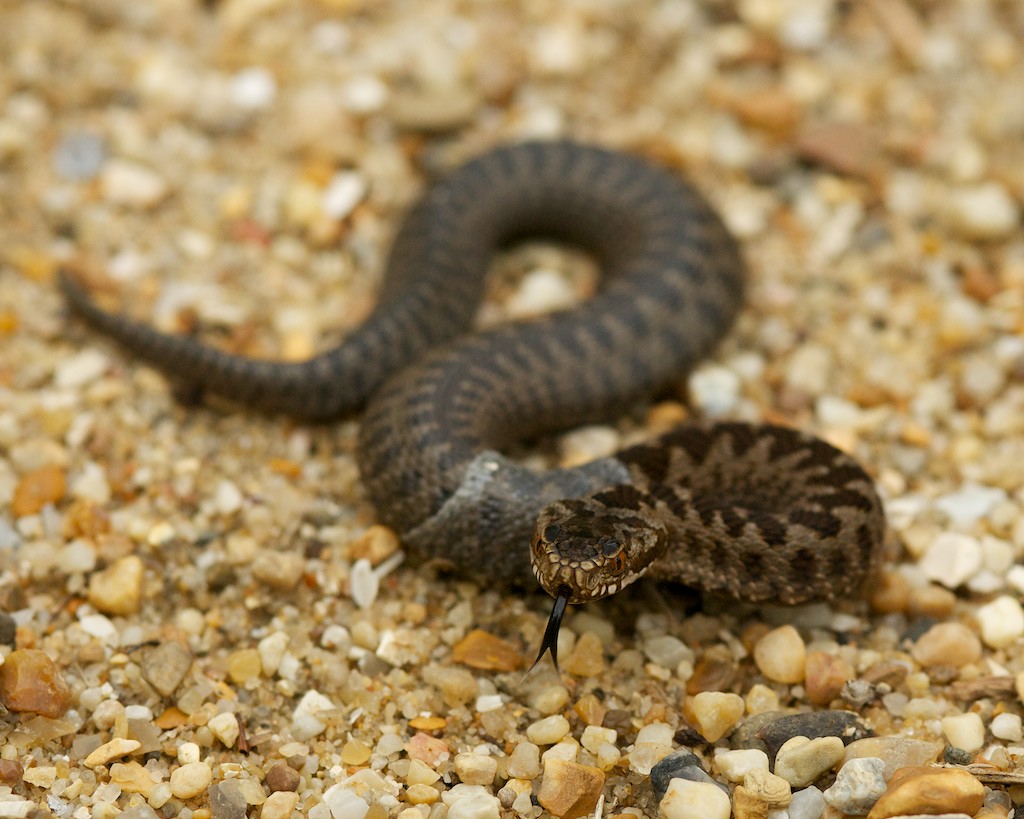 British Wildlife Centre ~ Keeper's Blog: Adder Babies