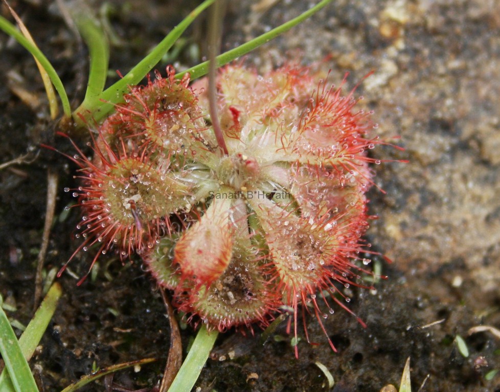 Drosera burmannii Vahl