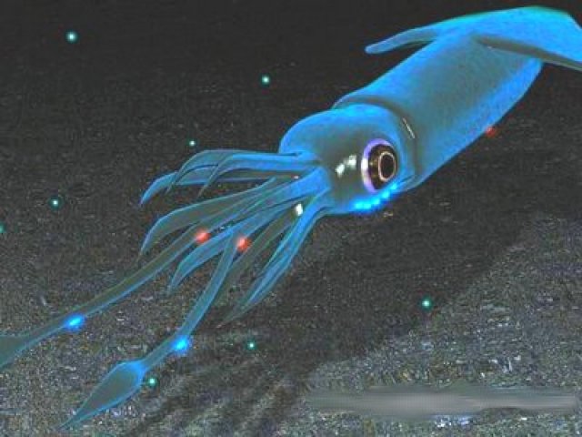 Misterio en Animal Planet: El Calamar Bioluminiscente