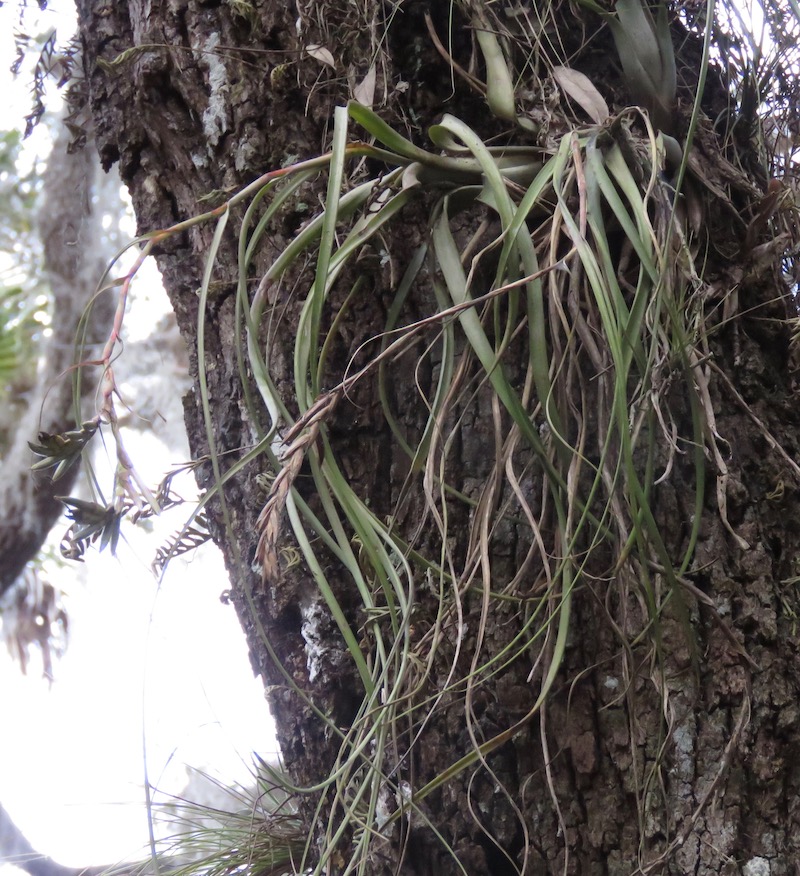 Birdernaturalist: 2017