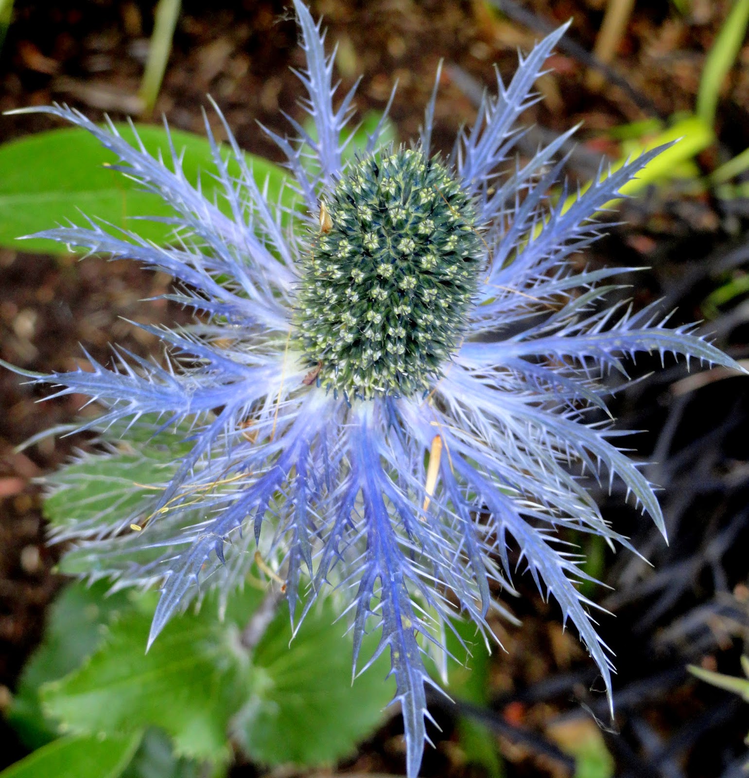 danger garden: June 2014, Garden Bloggers' Bloomday...