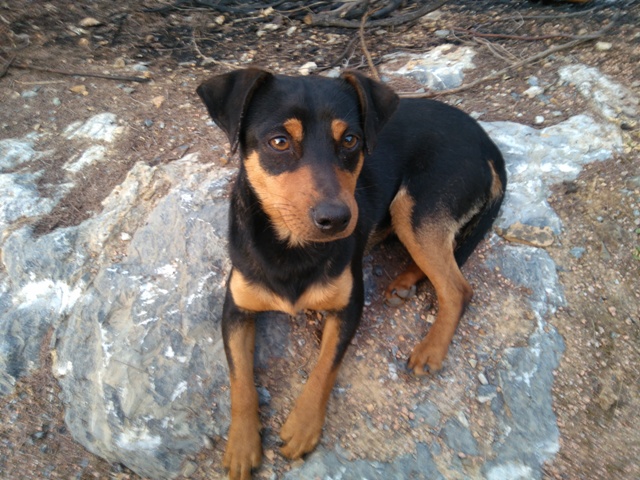 Fotos De Cachorro Pincher