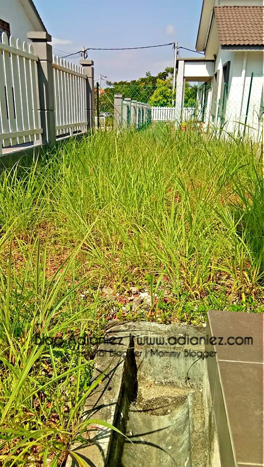 Racun Rumput Organik Buatan Sendiri ::: Hapuskan Lalang Dengan Cepat