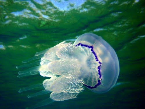 Beautiful Jellyfish in the World