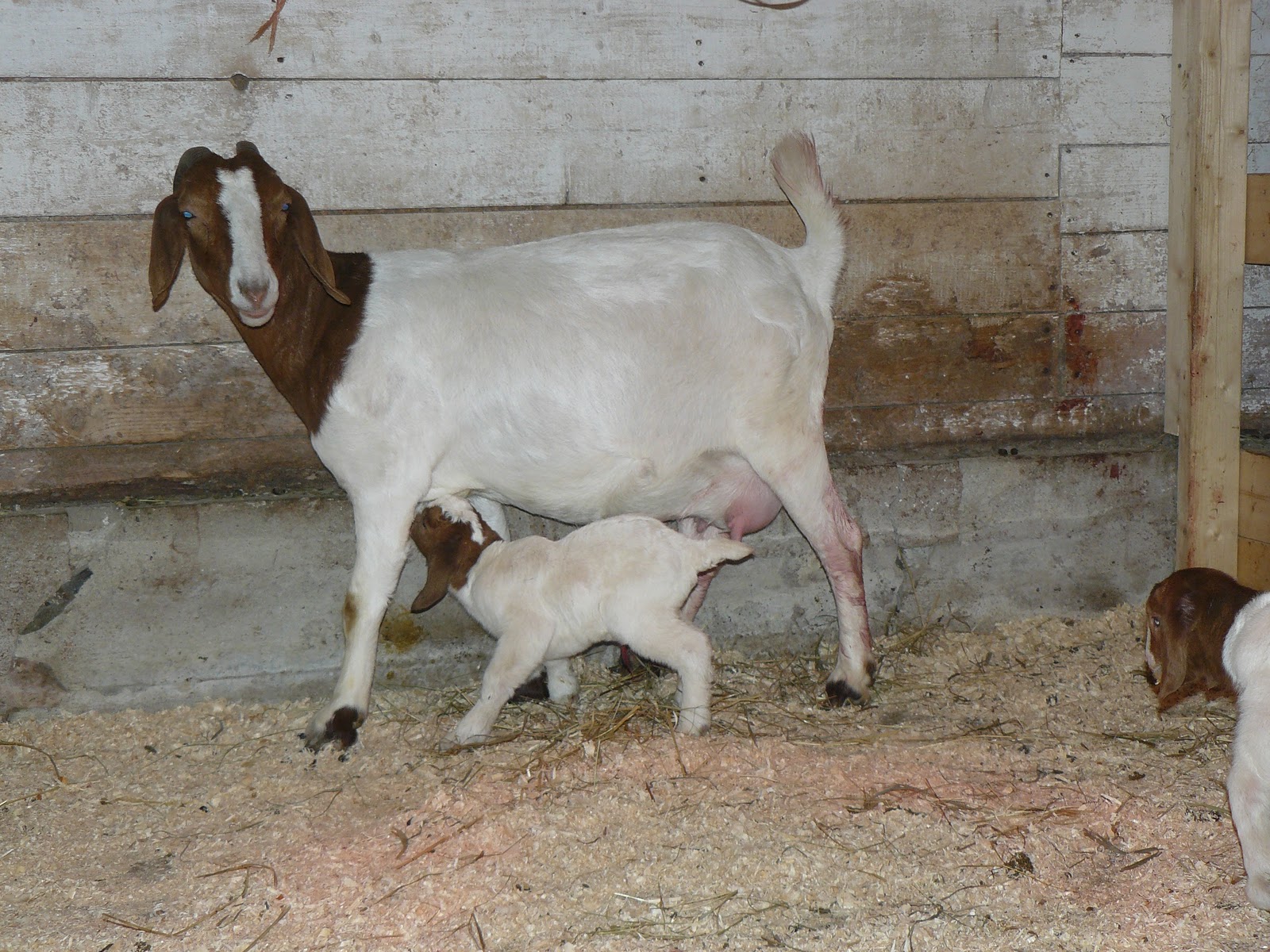 Ferme Felicity: Élevage de Chèvres Boer
