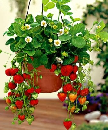 Клубника и земляника: как вырастить в горшке