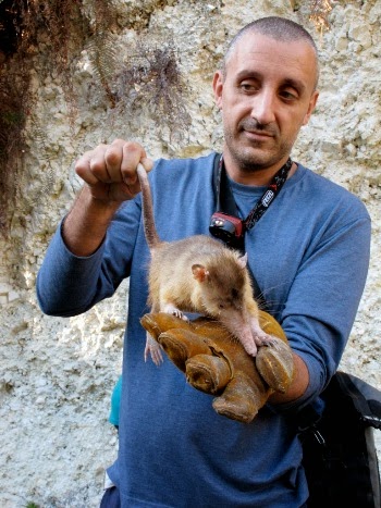 Almiquí de Haití (Solenodon paradoxus)