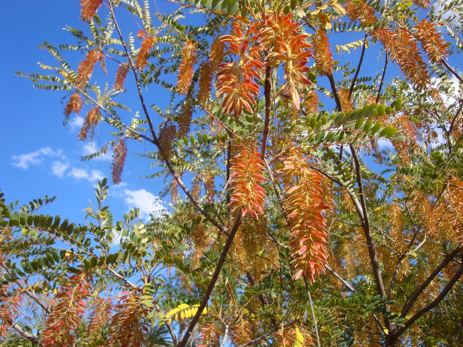 OXTOTITLAN: Guachipil, árboles en oxtotitlán Gro.