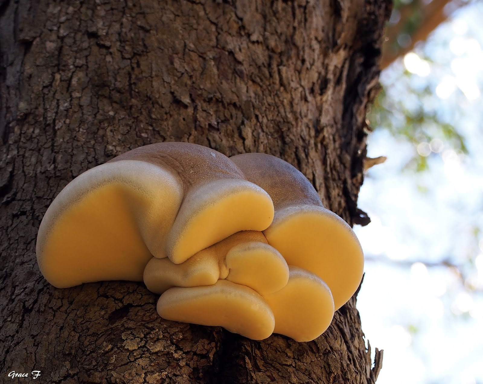 Perth Daily Photo : Fascinating fungi..