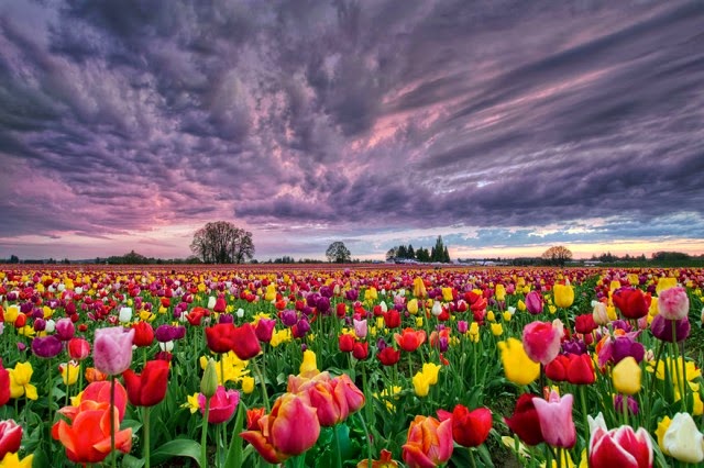 Most beautiful and best flower fields in the world - Part 1 ~ Photos ...