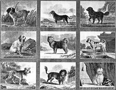 Dog History