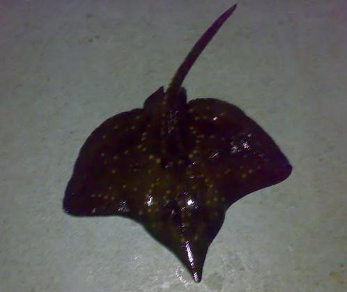 Artes de Pesca: VAMOS A PESCAR DIPTURUS