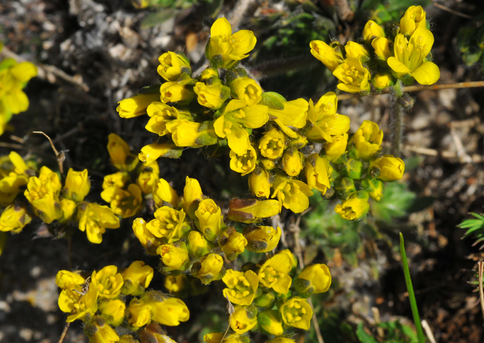 tselosphotos - Nature of Roumeli: BRASSICACEAE (CRUCIFERAE)