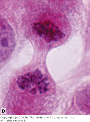 De Histology: Cell Division