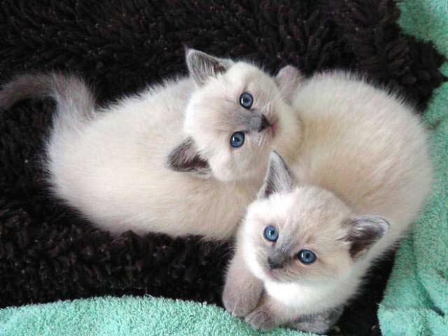 Cute Siamese Kittens Photos