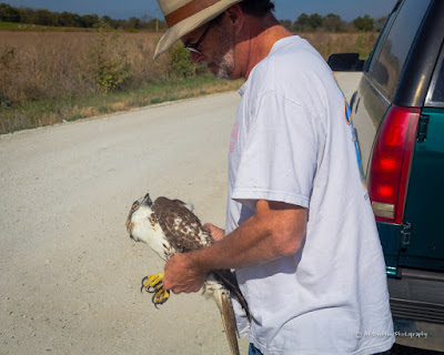 Our Eyes Upon Missouri: Hunting the Red-Tailed Hawk