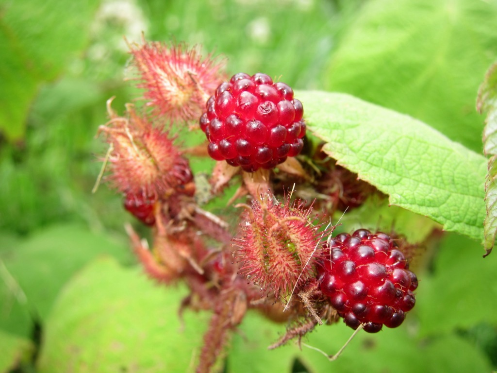 Tales from Swallow Farm: Wineberries and Chokeberies