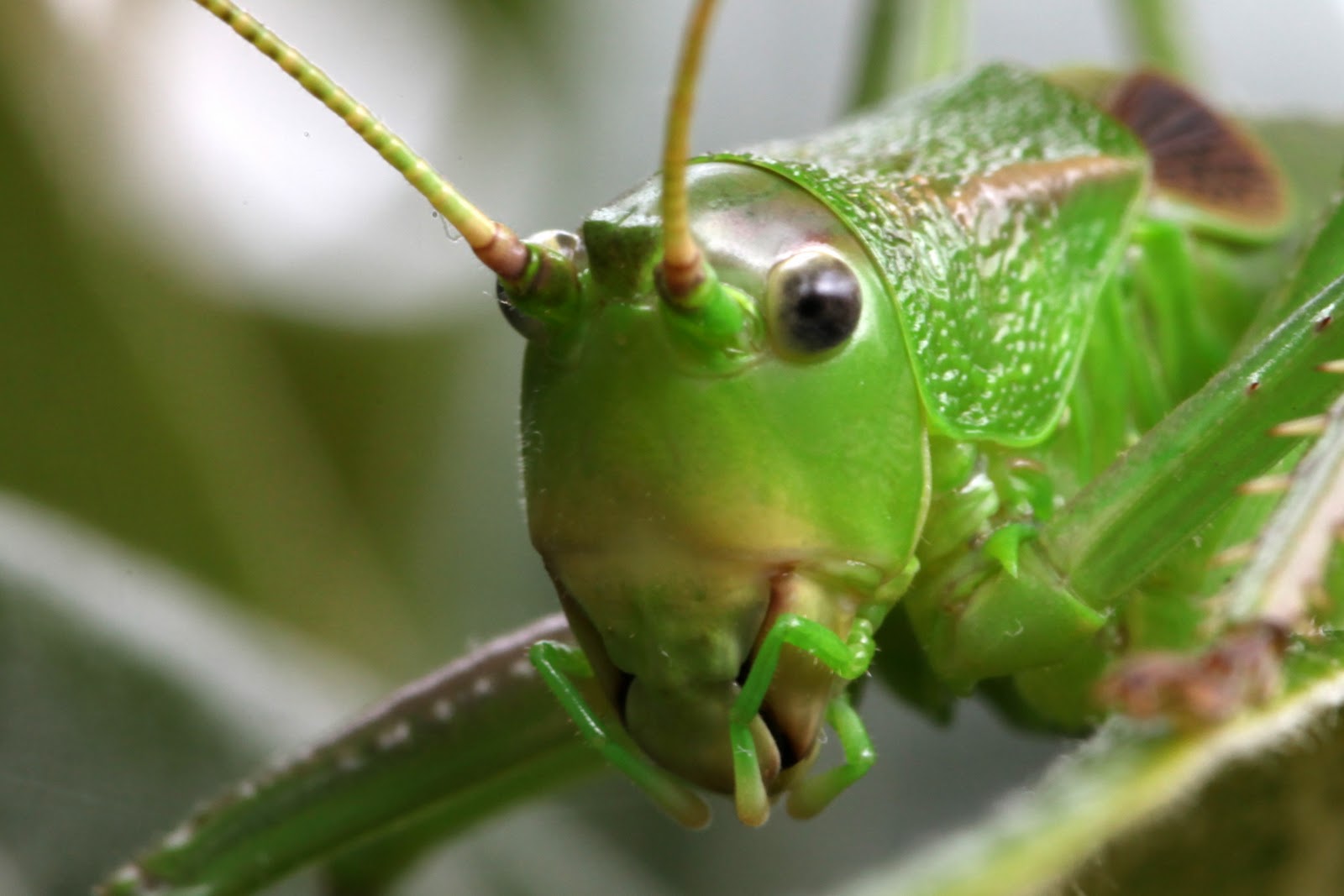 Paseos por mi Tierra: Un bicho verde