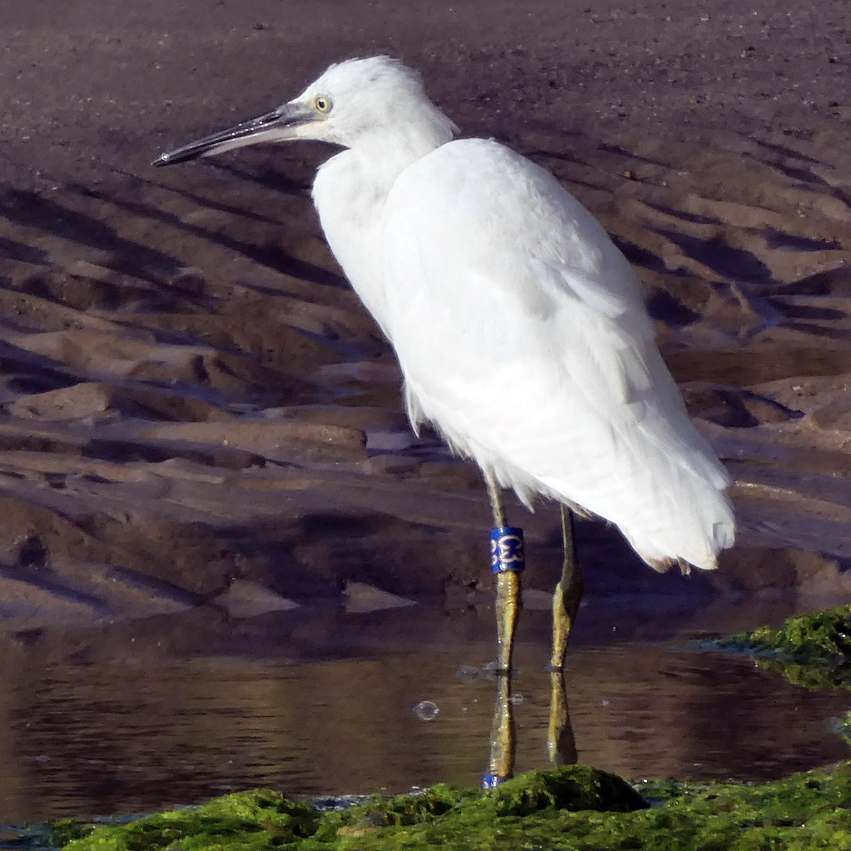 BTO Bird Ringing - 'Demog Blog': The colourful Little Egret
