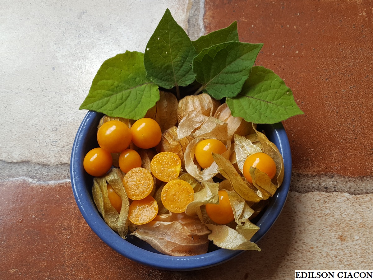 Viveiro Ciprest - Plantas Nativas e Exóticas: Physalis ou Uchuva ...