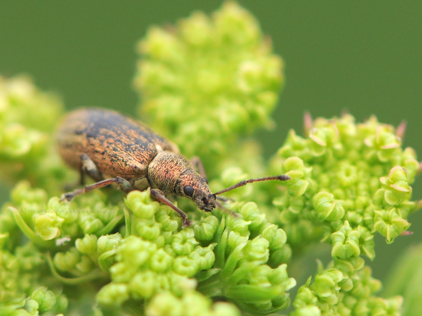 Macrophoto plaisir passion: Le Phyllobe du poirier, Phyllobius Pyri