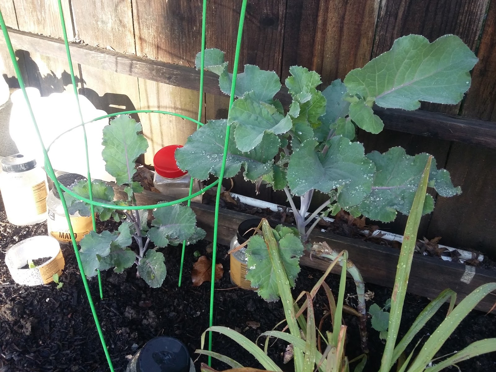 The Scientific Gardener: 2017