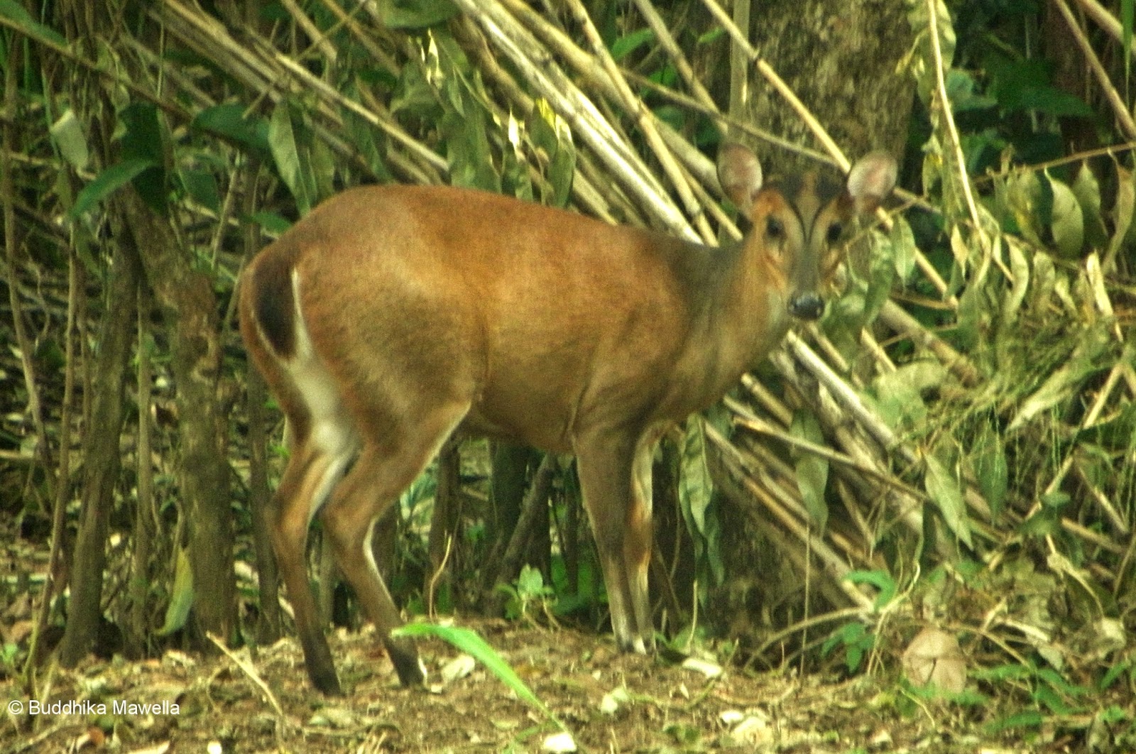 Lanka Nature Summary: Barking Deer (Muntiacus muntjak)