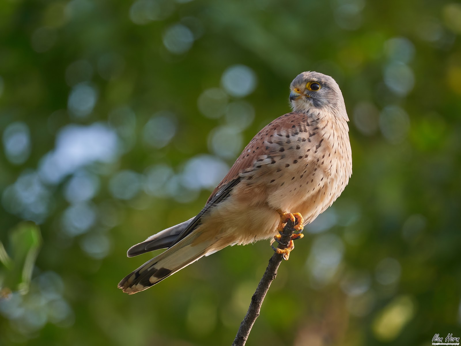 Common Kestrel Portrait