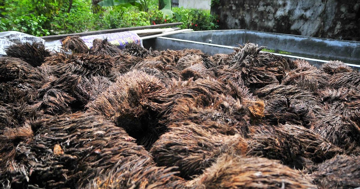 Budidaya Maggot: Mengenal Morfologi Dan Siklus Hidup BSF (lalat Tentara ...