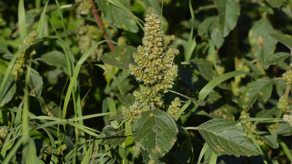 OBRAZY NATURY: Szarłat (Amaranthus spp.)