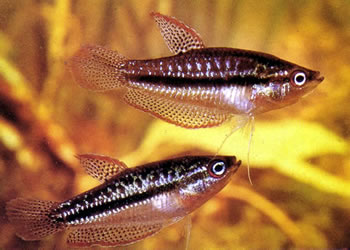 Pygmy Gourami ~ Aquatic Animals