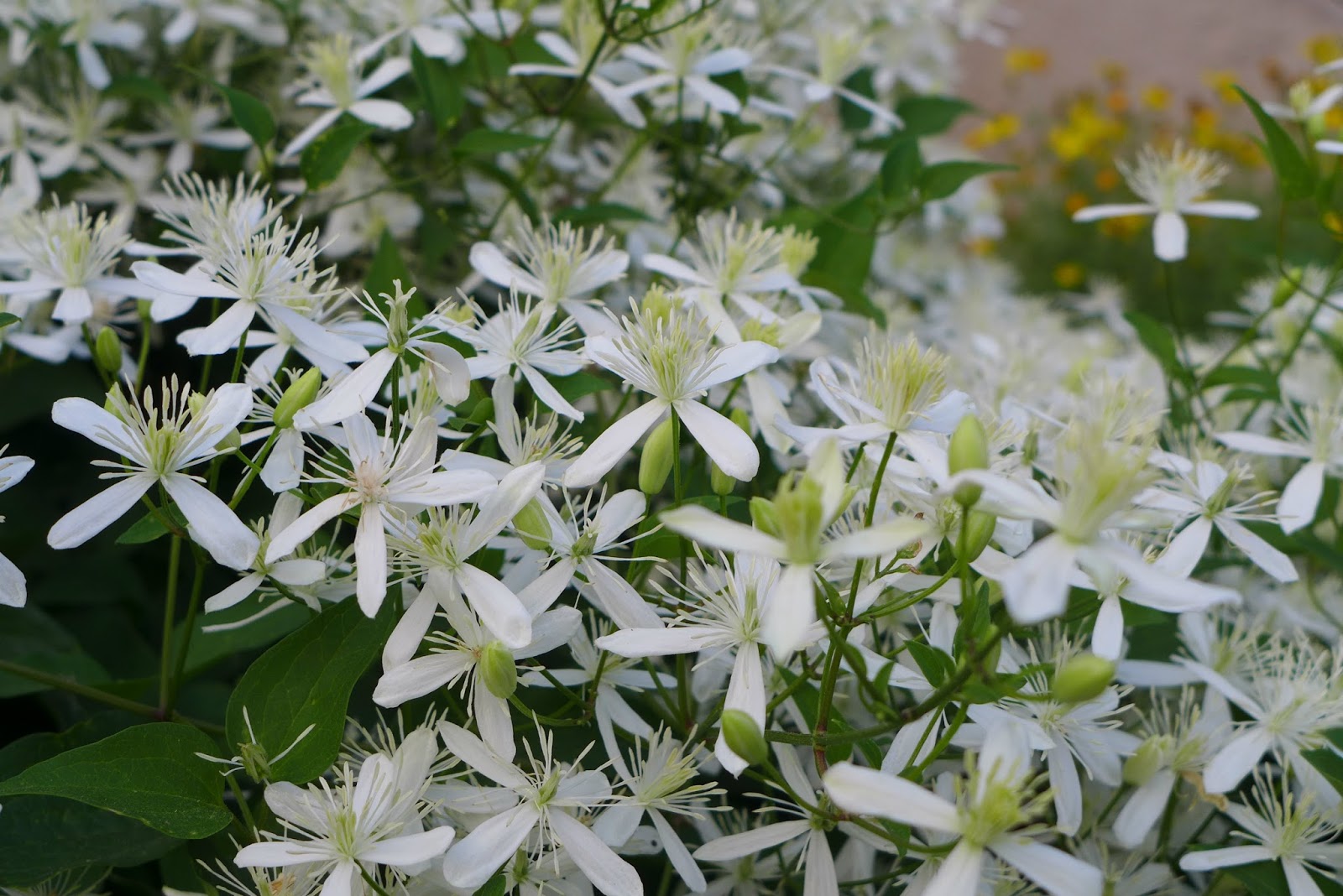 Spun by Me: Sweet Autumn Clematis