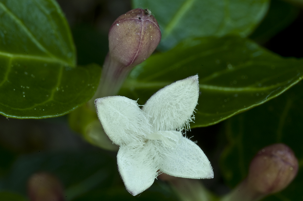 The 3 Foragers: Foraging for Wild, Natural, Organic Food: Partridge ...