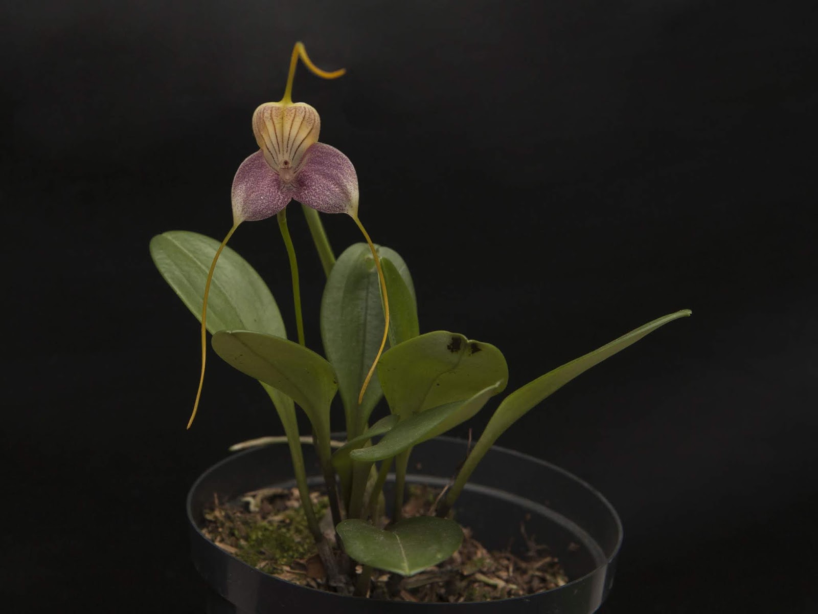 Masdevallia caudata care and culture | Travaldo's blog
