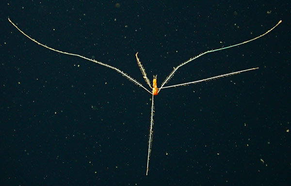 Real Monstrosities: Munnopsis