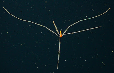 Real Monstrosities: Munnopsis