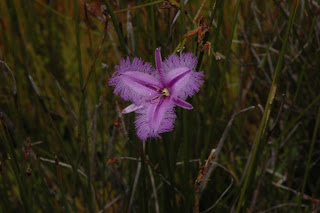 The Nature of Robertson: January 2012