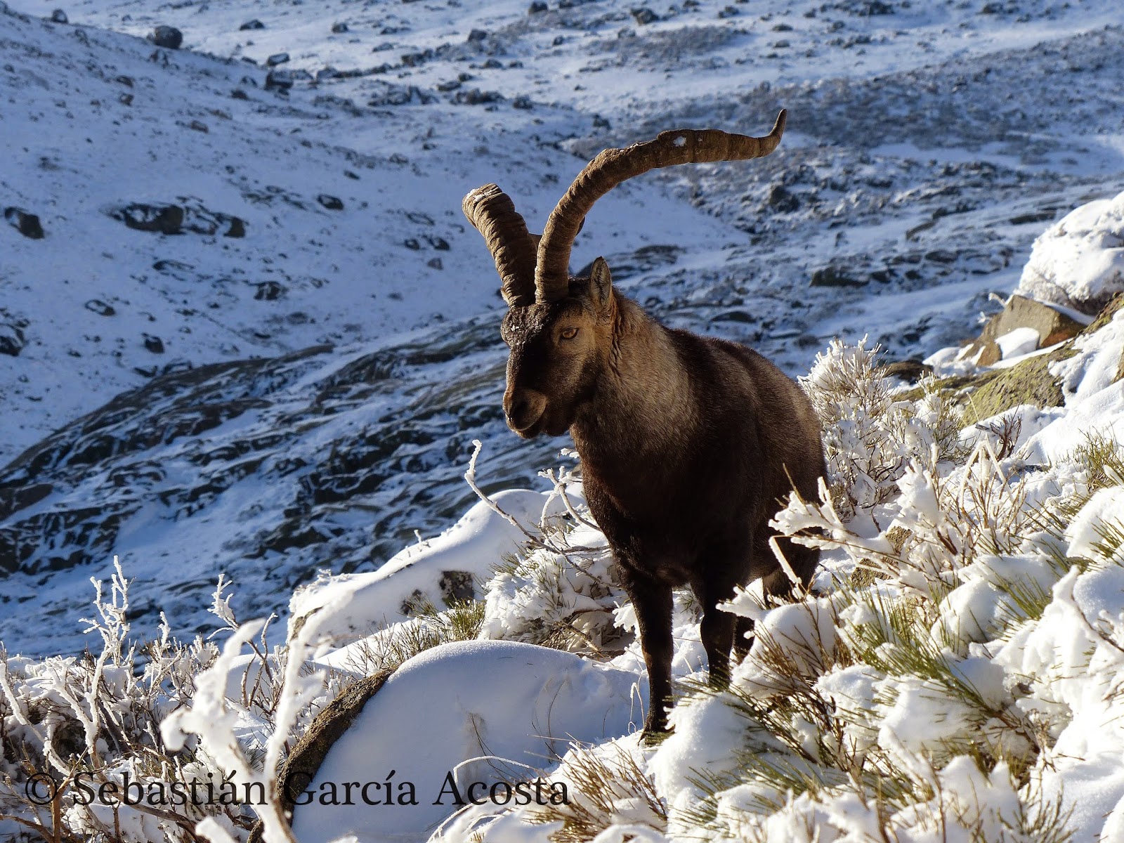 La cabra montés en Andalucía y Gredos: El gran macho de Gredos