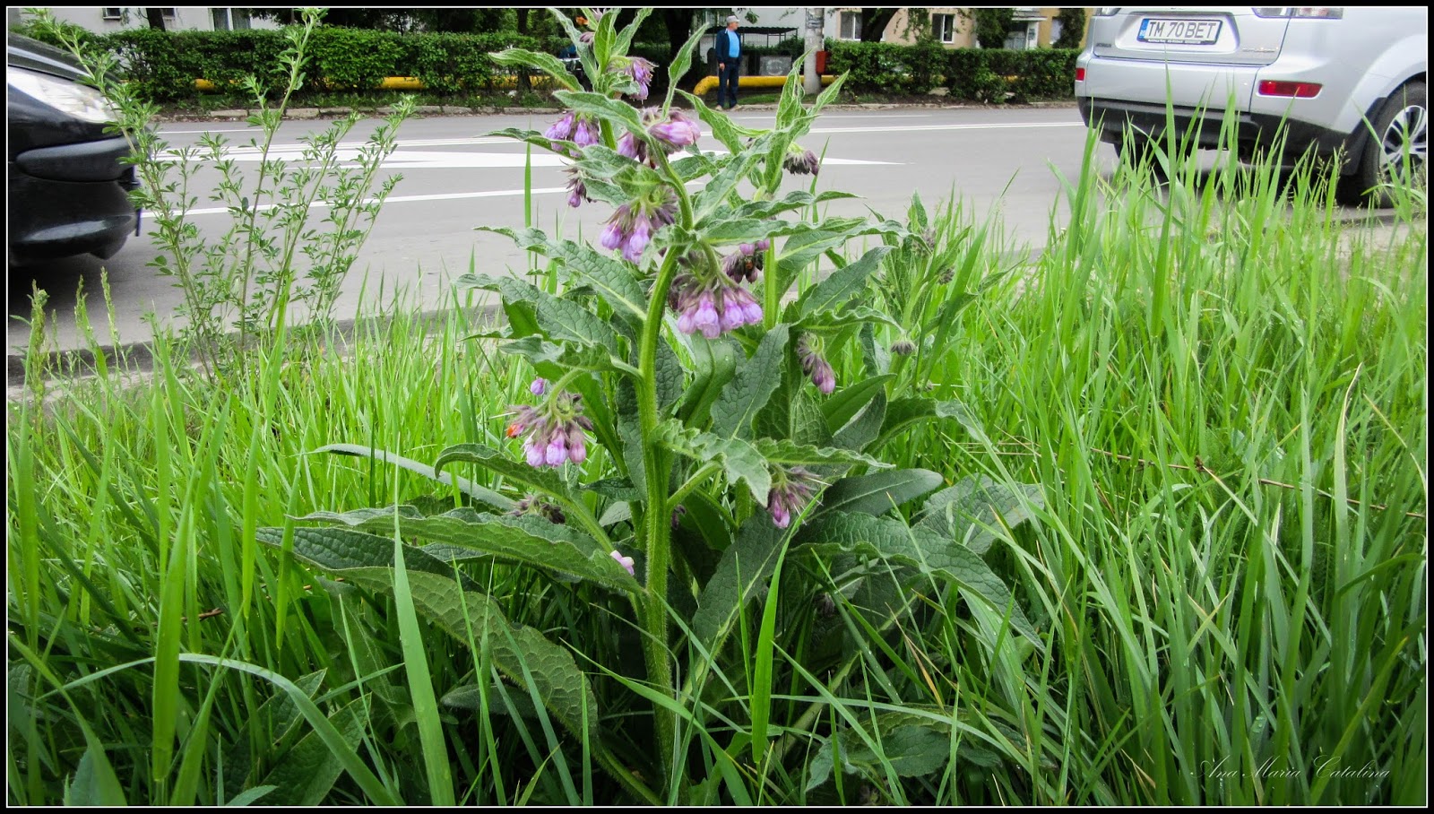 Lumea văzută din Turda: Tătăneasă (Symphytum officinale)