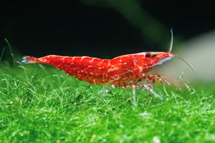 Udang Red Cherry atau RCS ~ aquaphalandra