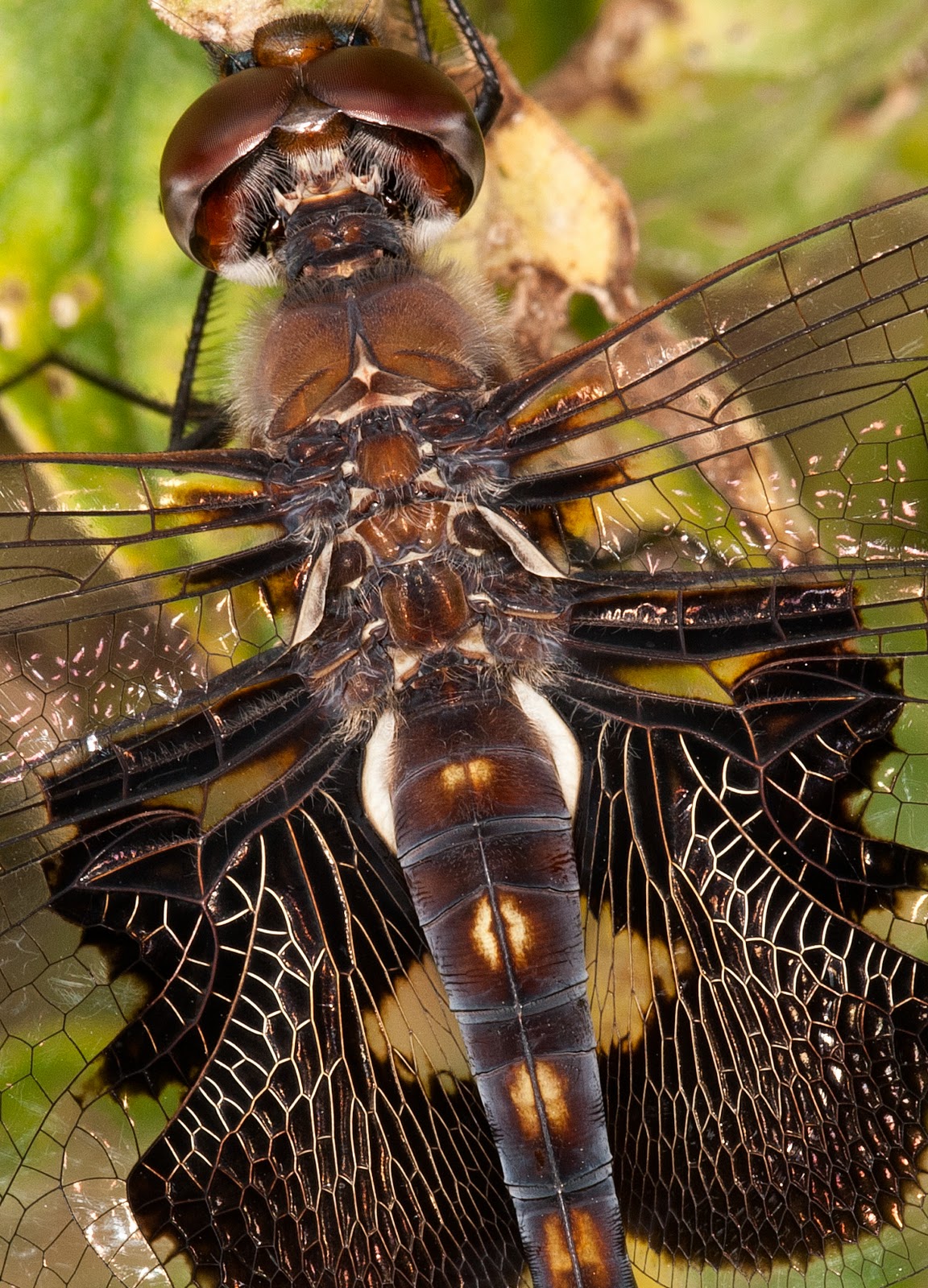 Zen Through a Lens: Bedazzled by Dragonflies